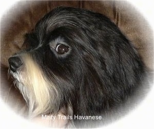 Havanese Dog Breed Pictures, 12