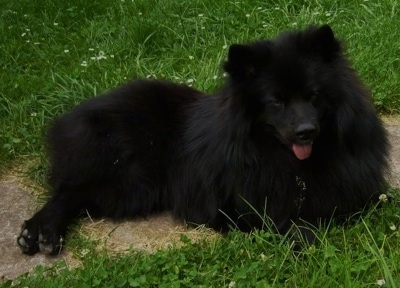 Giant German Spitz Dog Breed Pictures 1