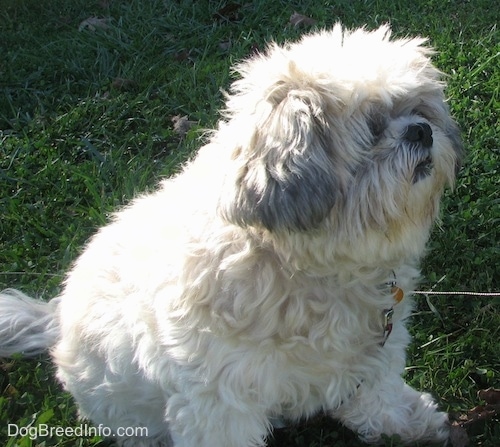Shih Tzu Dog Breed Pictures, 1