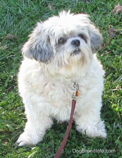 Shih Tzu Dog Breed Pictures, 1