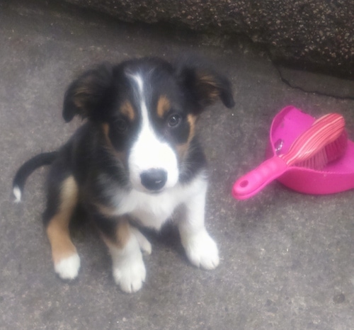 Border Collie Dog Breed Pictures, 2